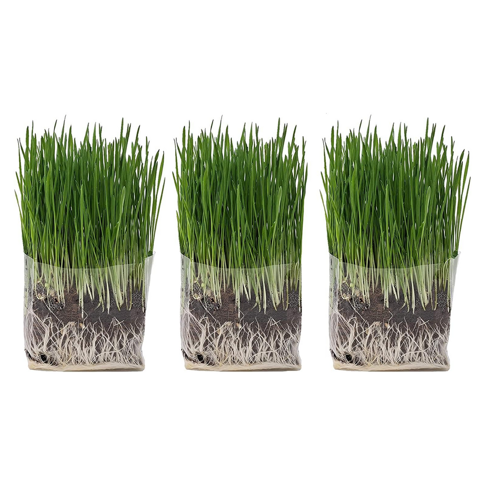 Cat Grass Seed Grow Bag Kit, 3 Pack, All Organic - The Cat Ladies