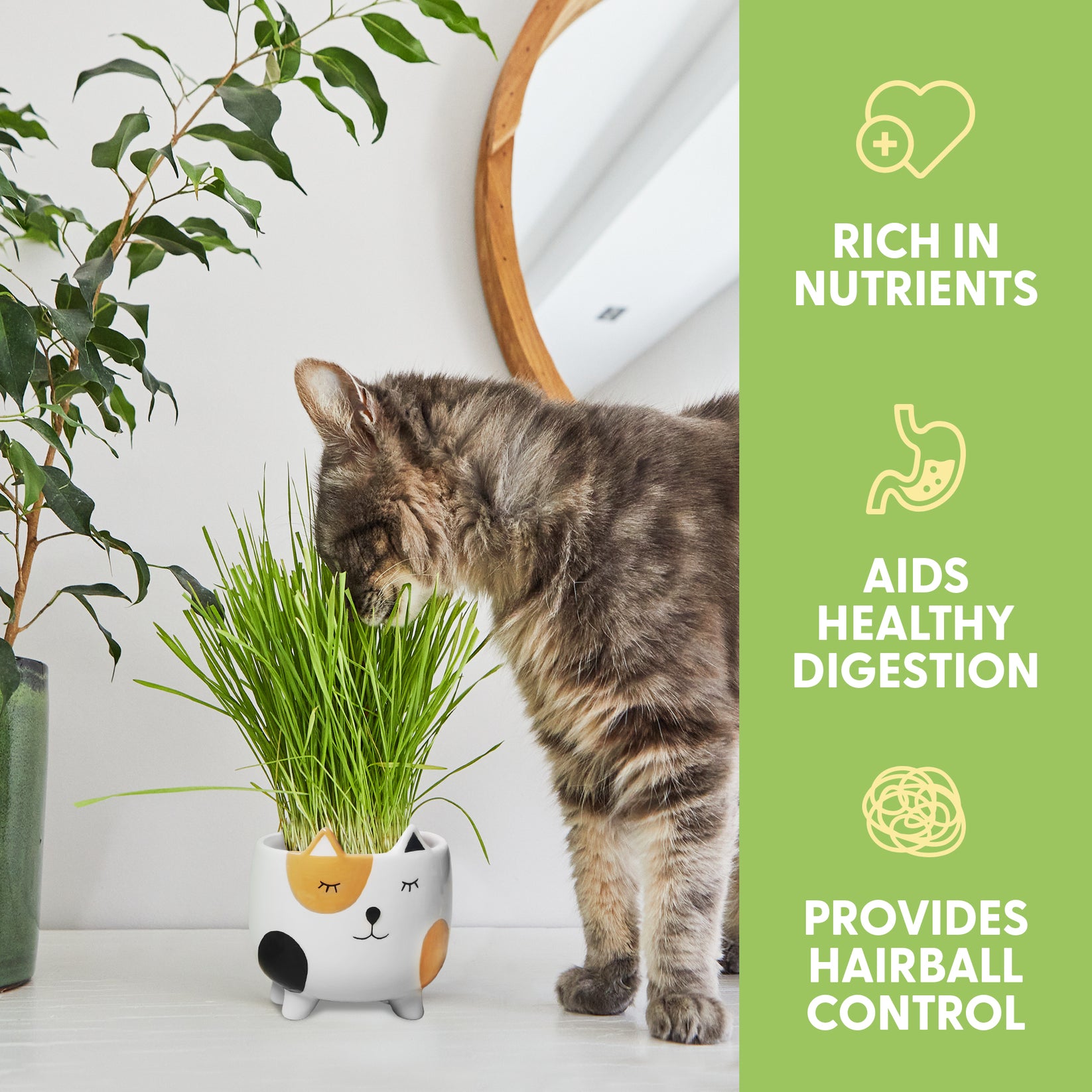 Cat Grass Growing Kit with Cat Grass Seed - Calico Cat Planter – The ...