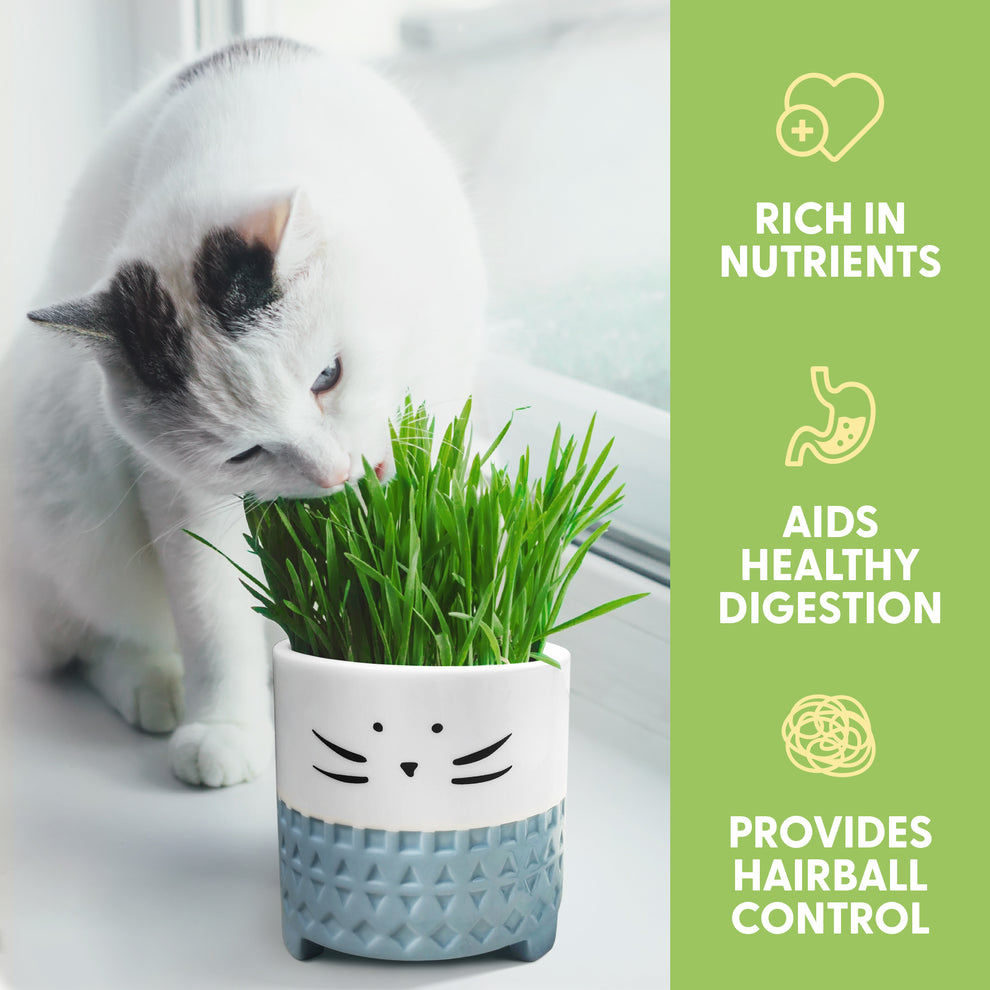Cat Grass Growing Kit with Cat Grass Seed - Blue Cat Planter – The Cat ...