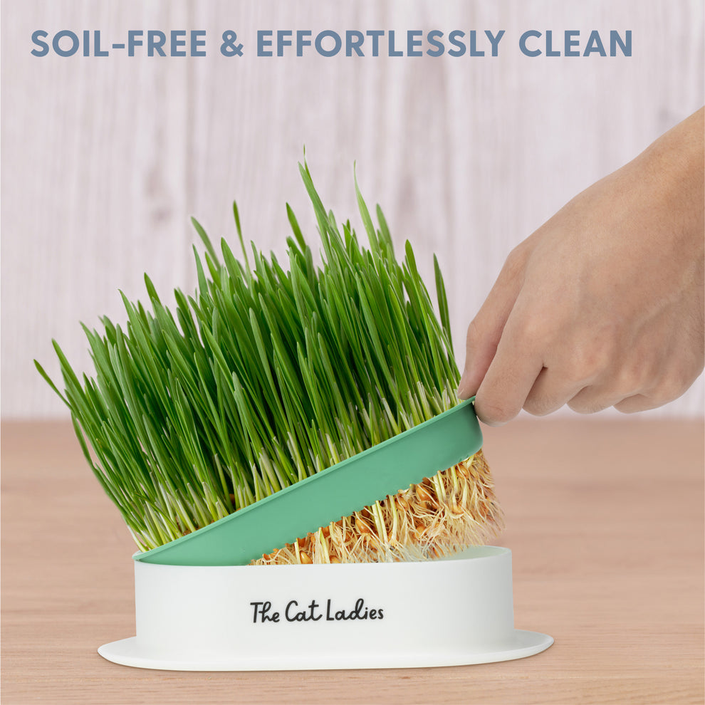 Hydroponic Cat Grass Growing Kit – The Cat Ladies