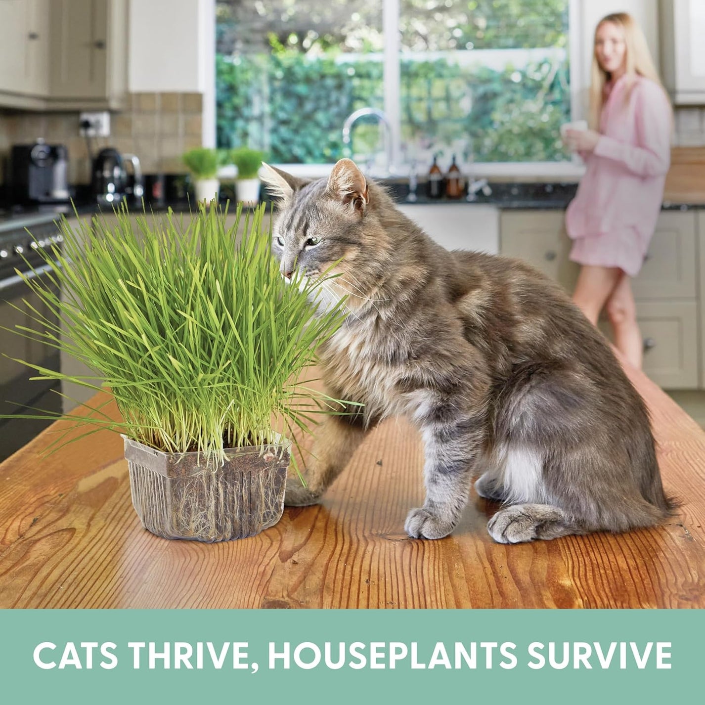 Cat Grass Growing Kit -Organic Seed, Soil and BPA Free containers (Non ...