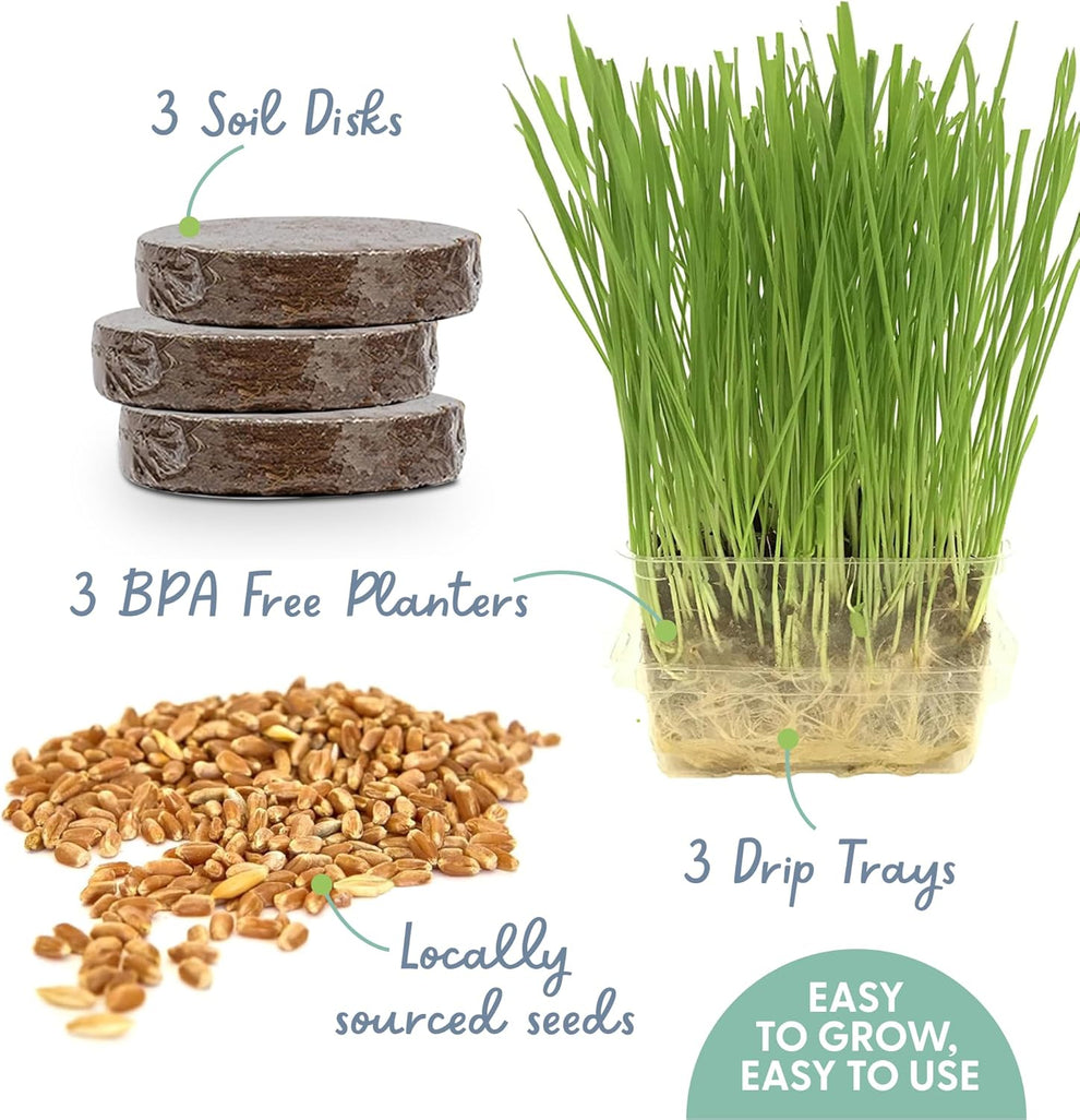The Cat Ladies Cat Grass for Indoor Cats - Organic Pet Grass Growing Kit